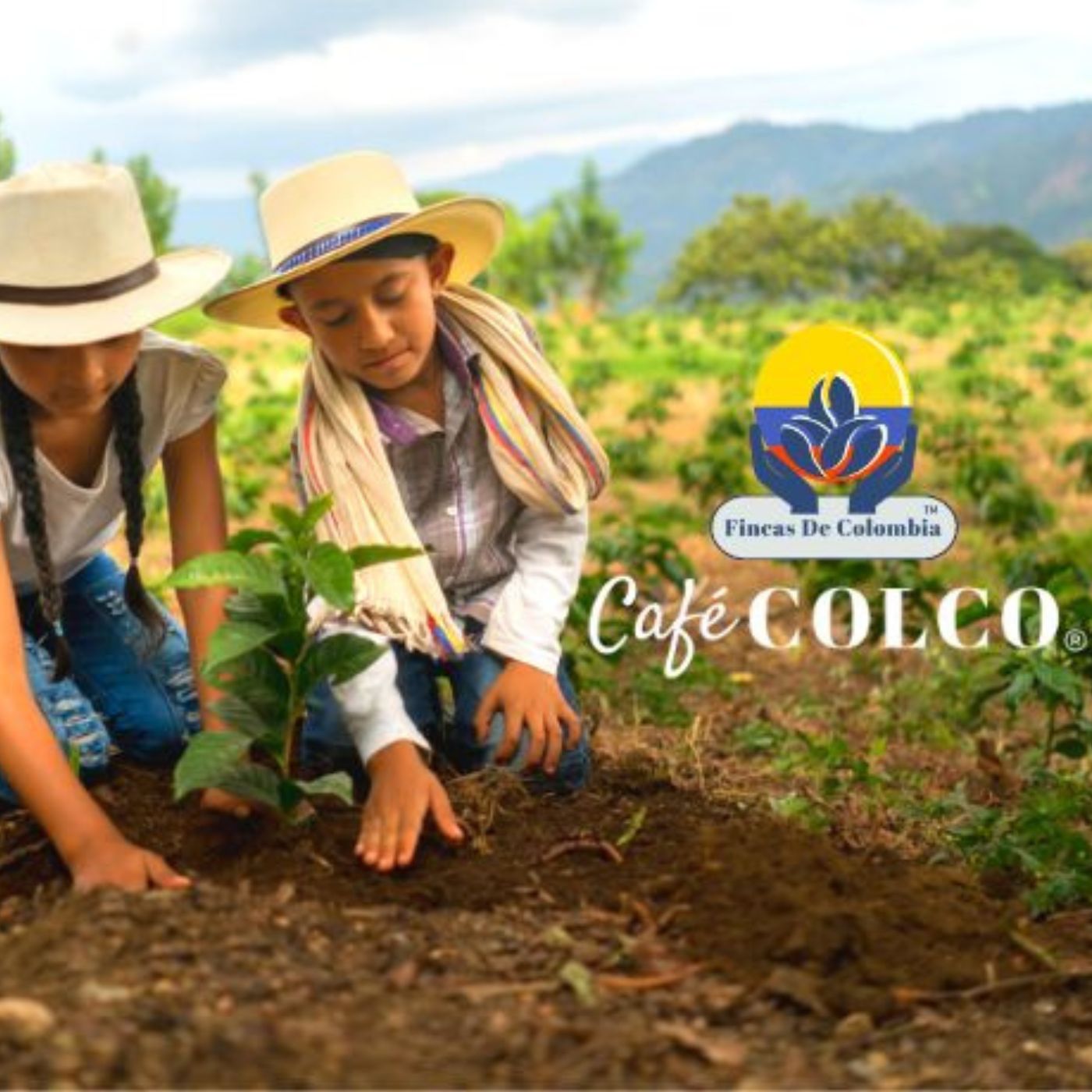 Cafe Colco Premium Signature Blend Coffee – Colco Coffee